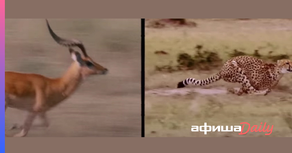 Tame Impala и Thundercat выпустили сингл «No More Lies» - Афиша Daily